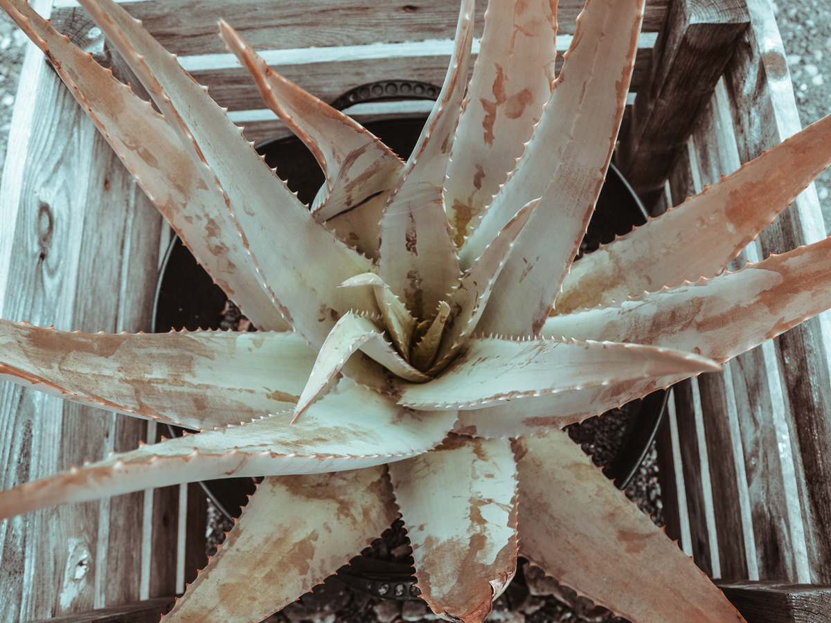 Die Aloe Vera Farm auf Fuerteventura - Fuerteventura.de